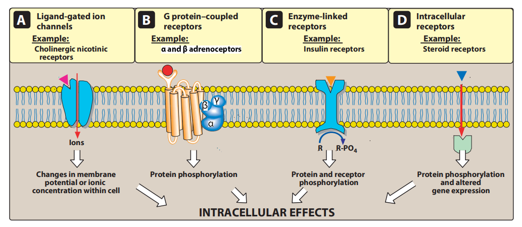 Types of Drug Receptor Binding - Pharma Digests